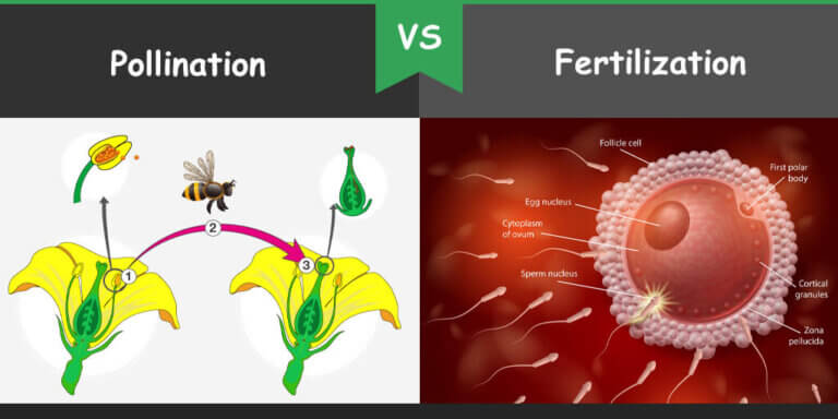 Difference between Pollination and Fertilization – Bio Differences