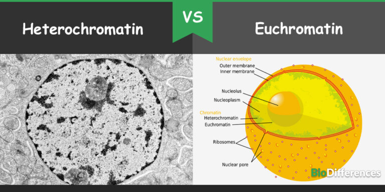 Difference Between Heterochromatin and Euchromatin – Bio Differences Difference Between Heterochromatin and Euchromatin – Bio Differences