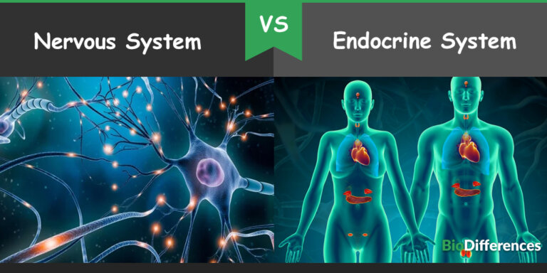 Difference Between Nervous System and Endocrine System – Bio Differences Difference Between Nervous System and Endocrine System – Bio Differences
